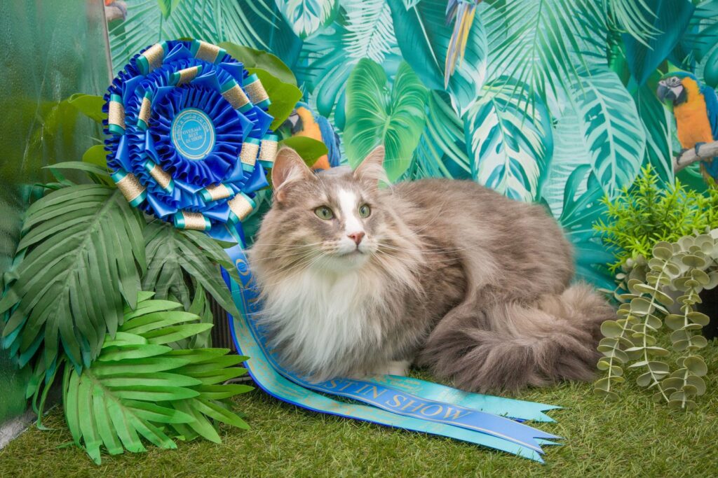 Olympian Titled Cats in the UK — Roll of Honour | NFCC